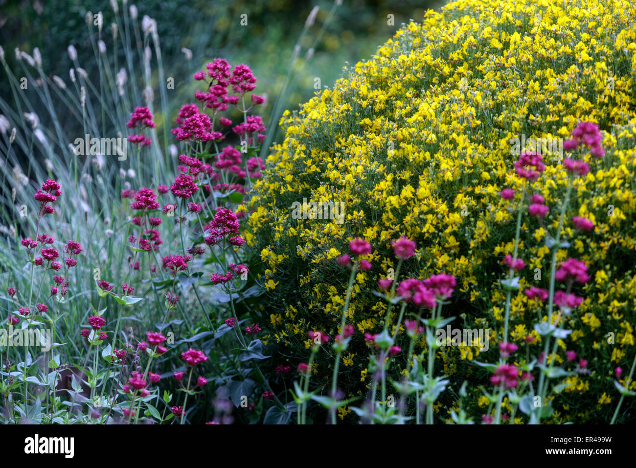 Centranthus ruber Coccineus, Genista radiata Stock Photo - Alamy