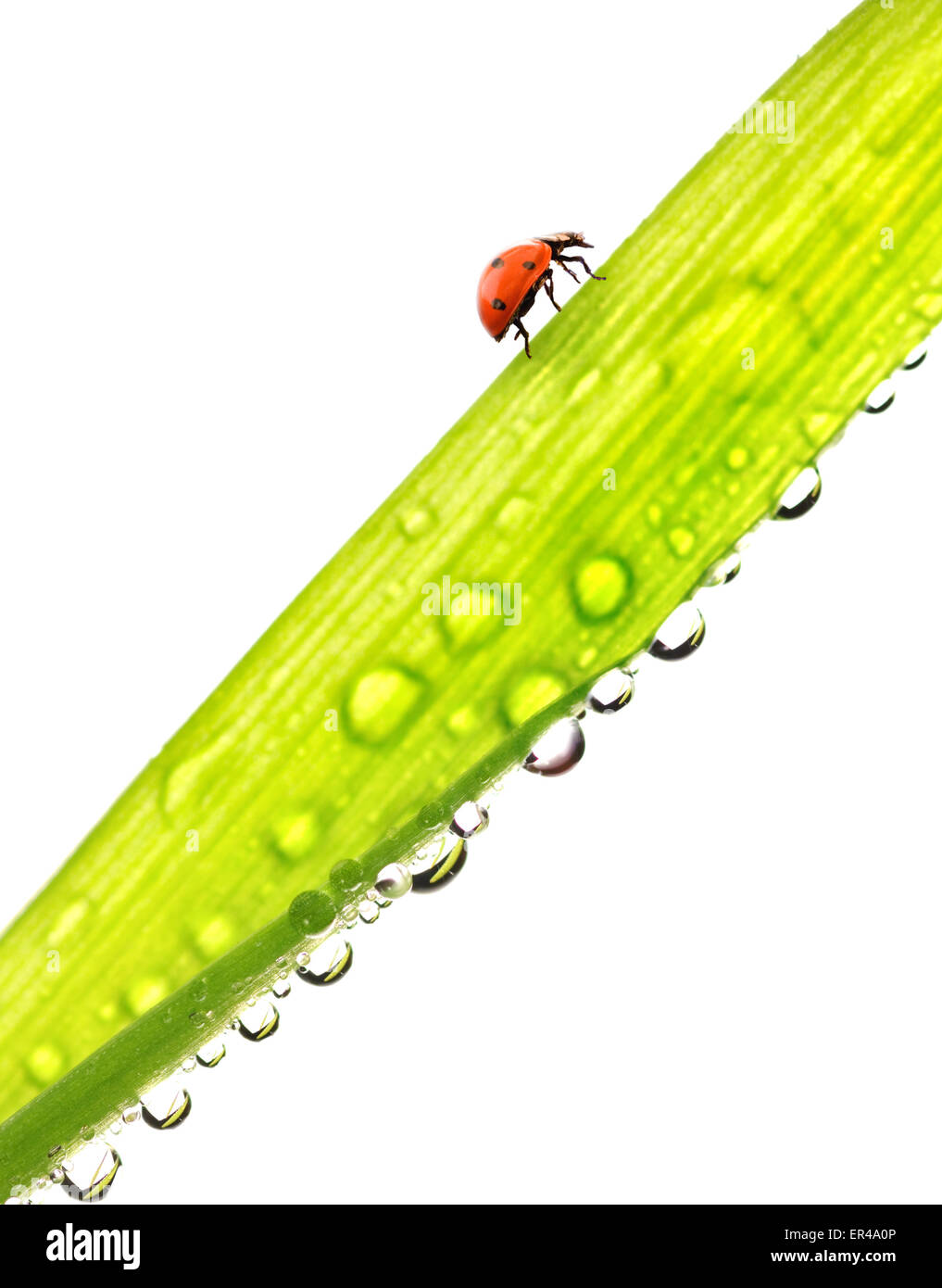 Ladybug running along the green wet grass. Isolated on white background ...