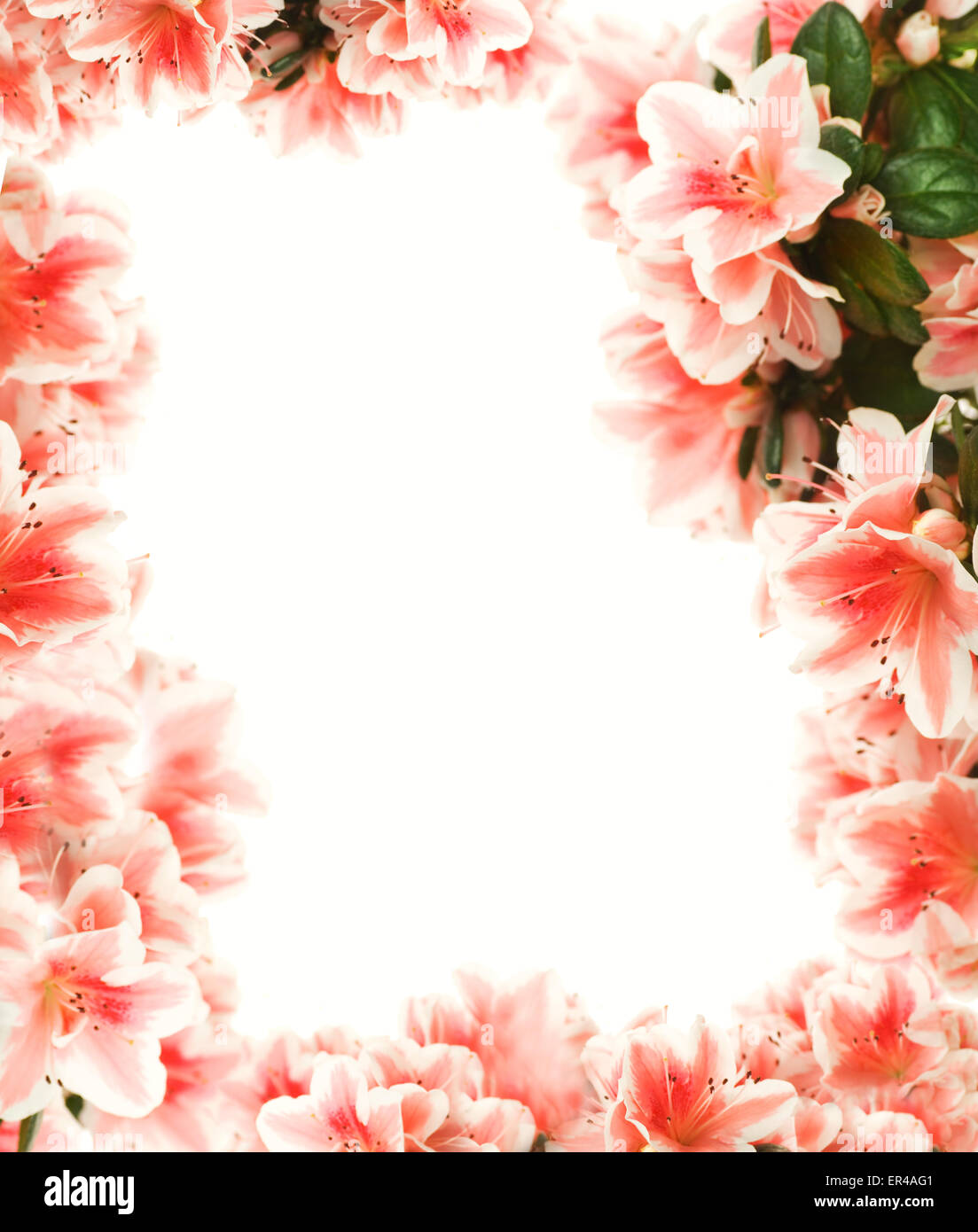 Beautiful floral border Stock Photo - Alamy