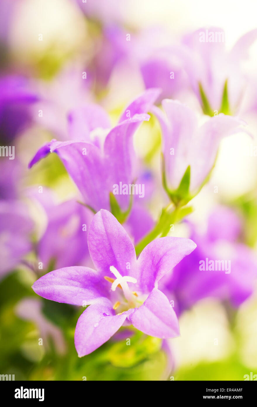 Beautiful pink flowers Stock Photo - Alamy