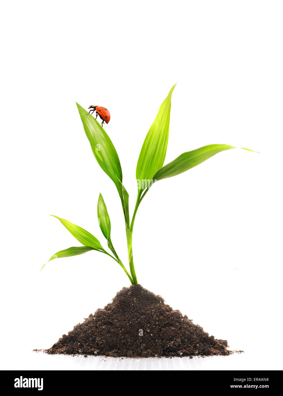 Young plant and a small ladybug sitting on it's leaf Stock Photo - Alamy
