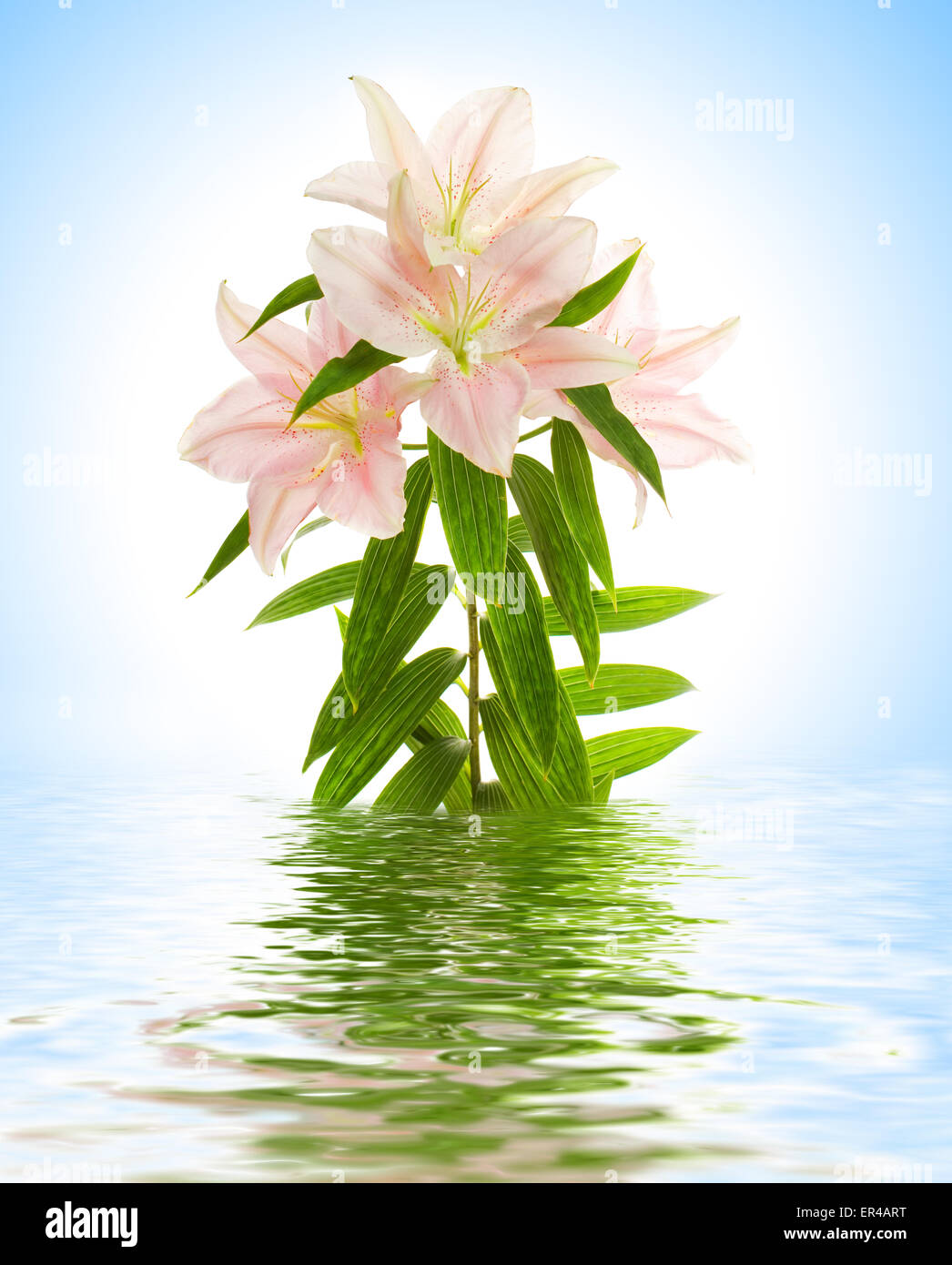 Lily flower reflected in rendered water Stock Photo - Alamy