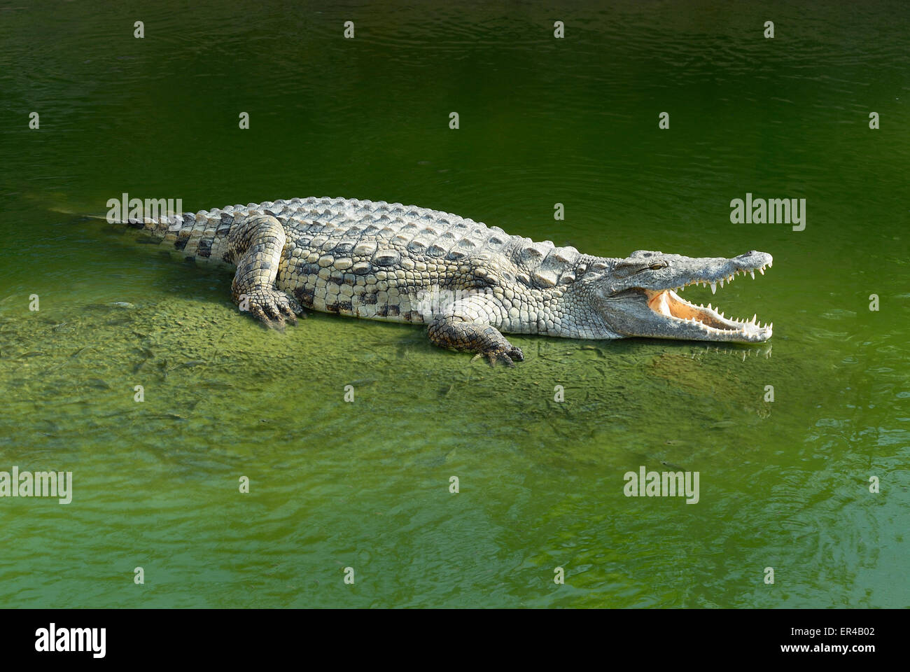 Alligator with mouth open hi-res stock photography and images - Alamy