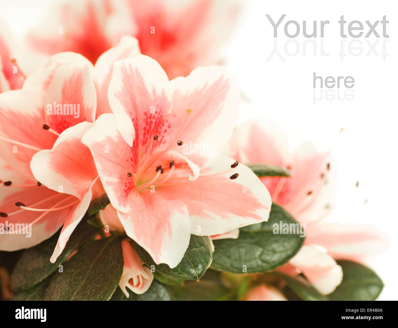 Beautiful fresh flowers over white background Stock Photo - Alamy