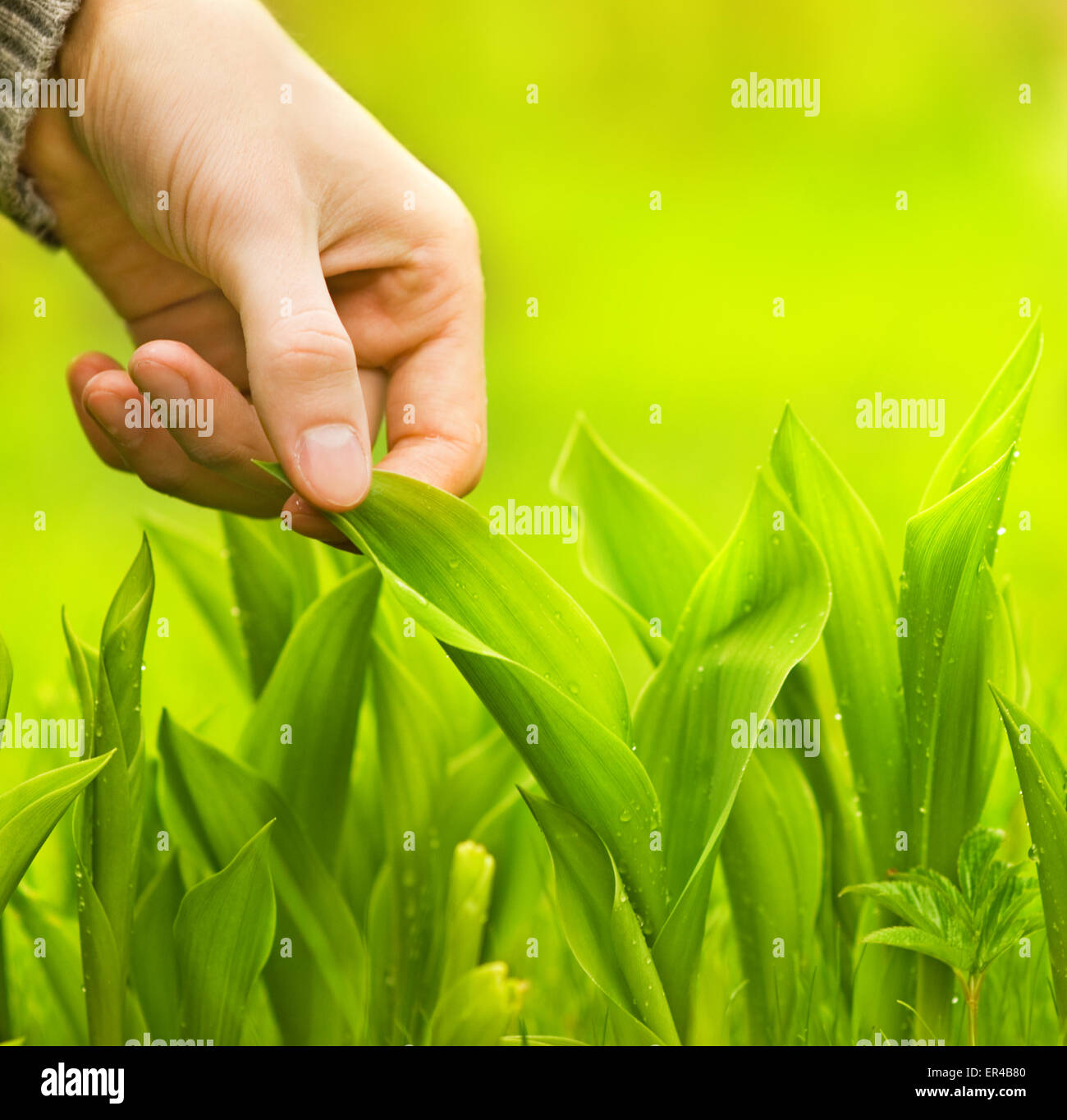 Human hand touching green grass Stock Photo - Alamy