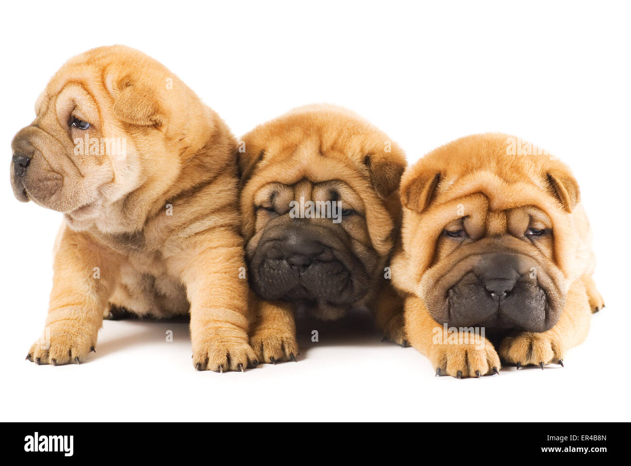 Group of three beautiful sharpei puppies isolated on white background ...