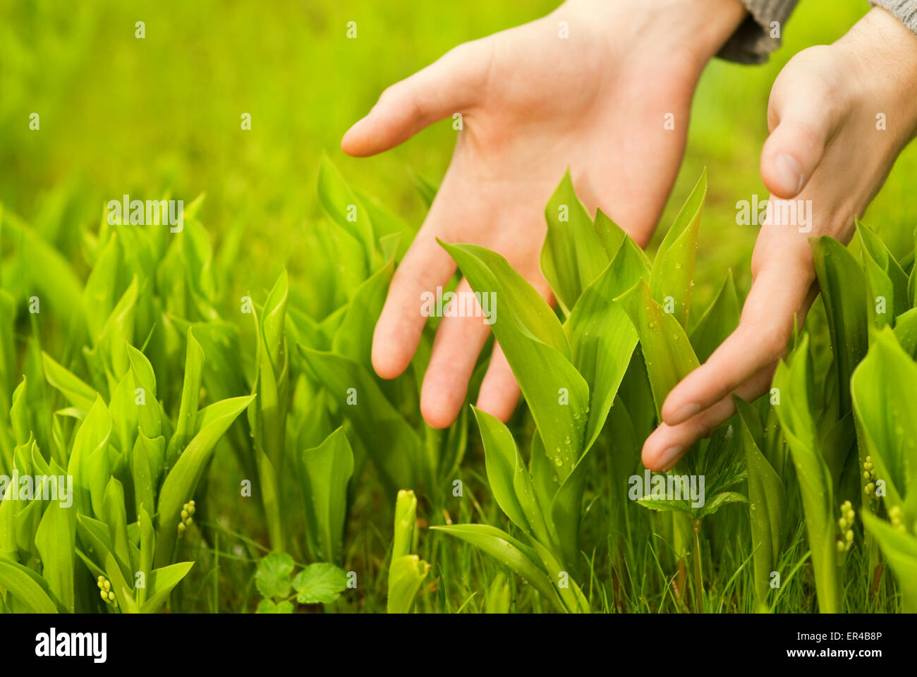 Human hands touching green grass Stock Photo - Alamy