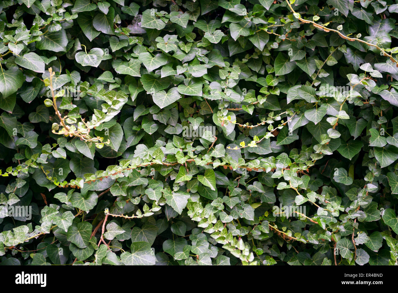 Background of green ivy wall with fresh shoots and mature leaves Stock ...