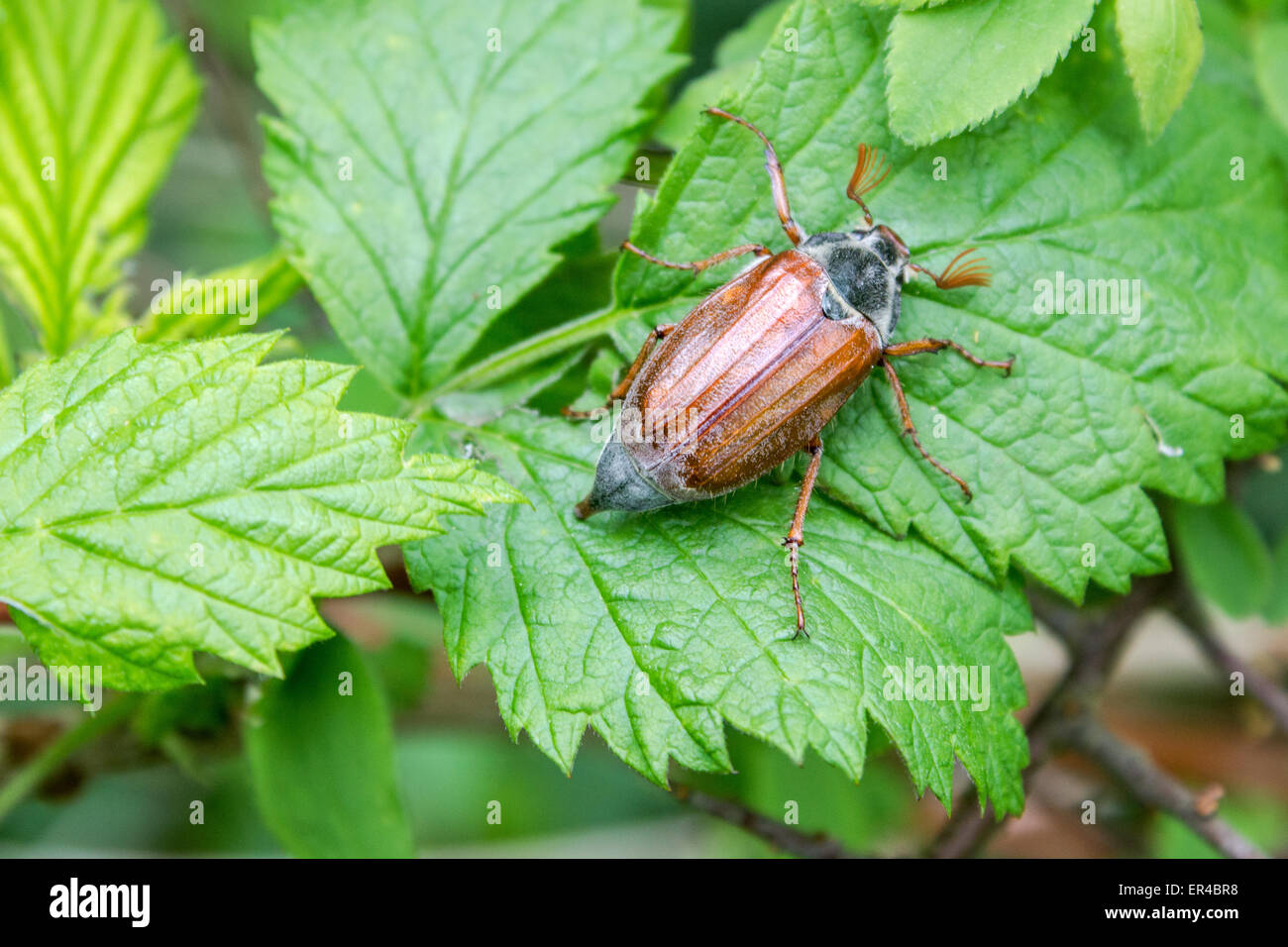 Cockchafer beetles hi-res stock photography and images - Alamy