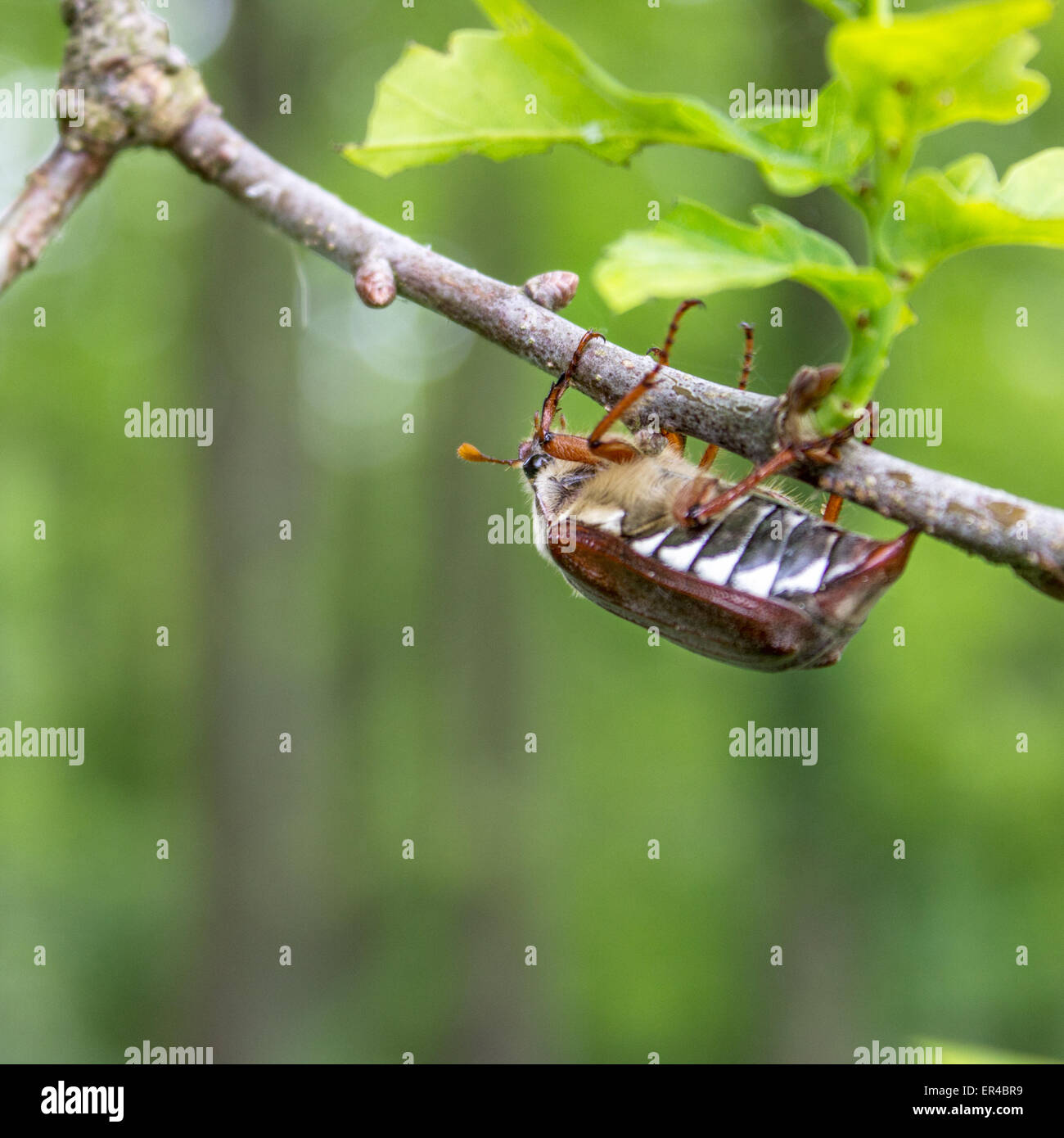 A May beetle climbing on the branch of an oak tree Stock Photo - Alamy