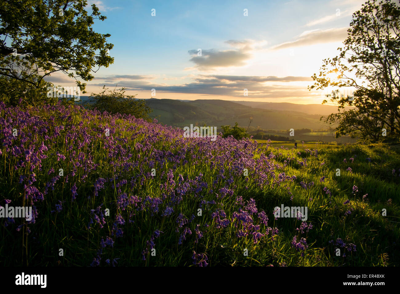 Bluebells and oak trees at sunset on the ramparts of Burrow Hill Iron ...