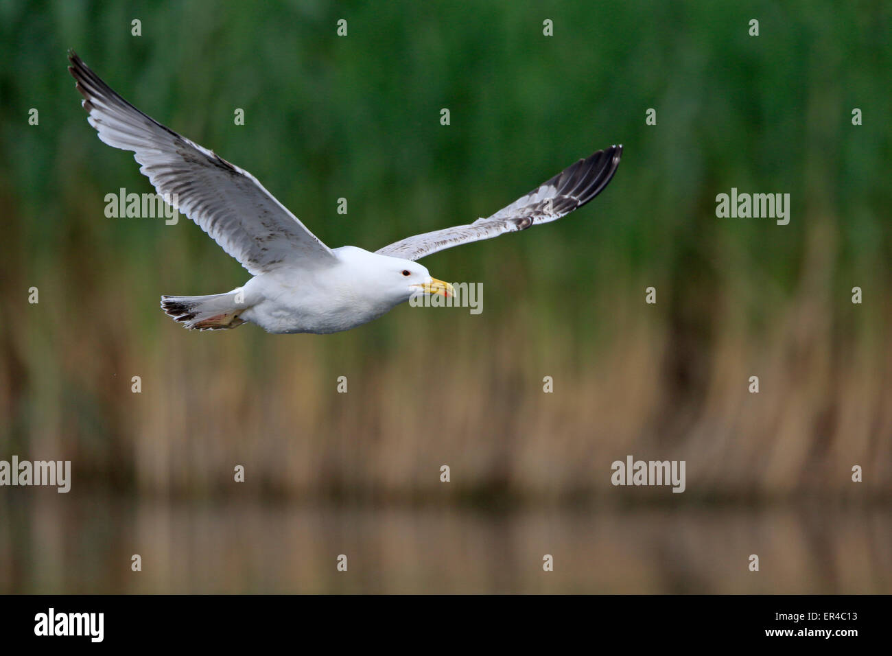 Caspian Gull in flight Stock Photo - Alamy