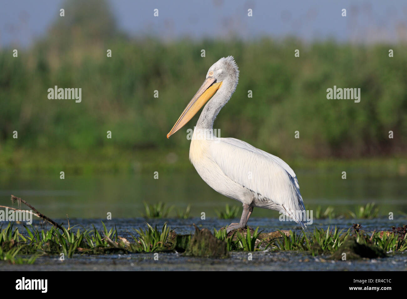Pelican of danube delta hi-res stock photography and images - Alamy