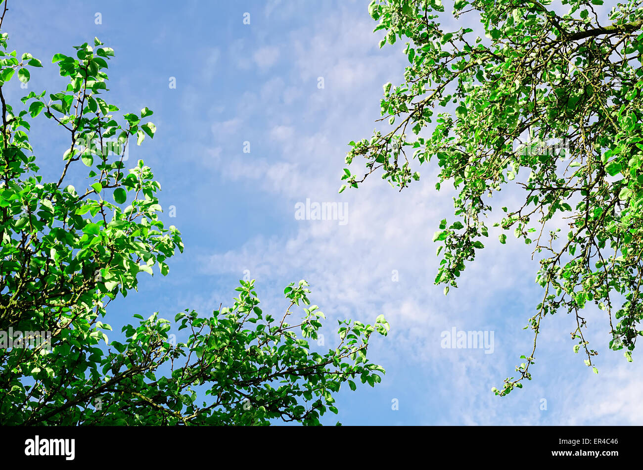 the sky with a tree top Stock Photo - Alamy