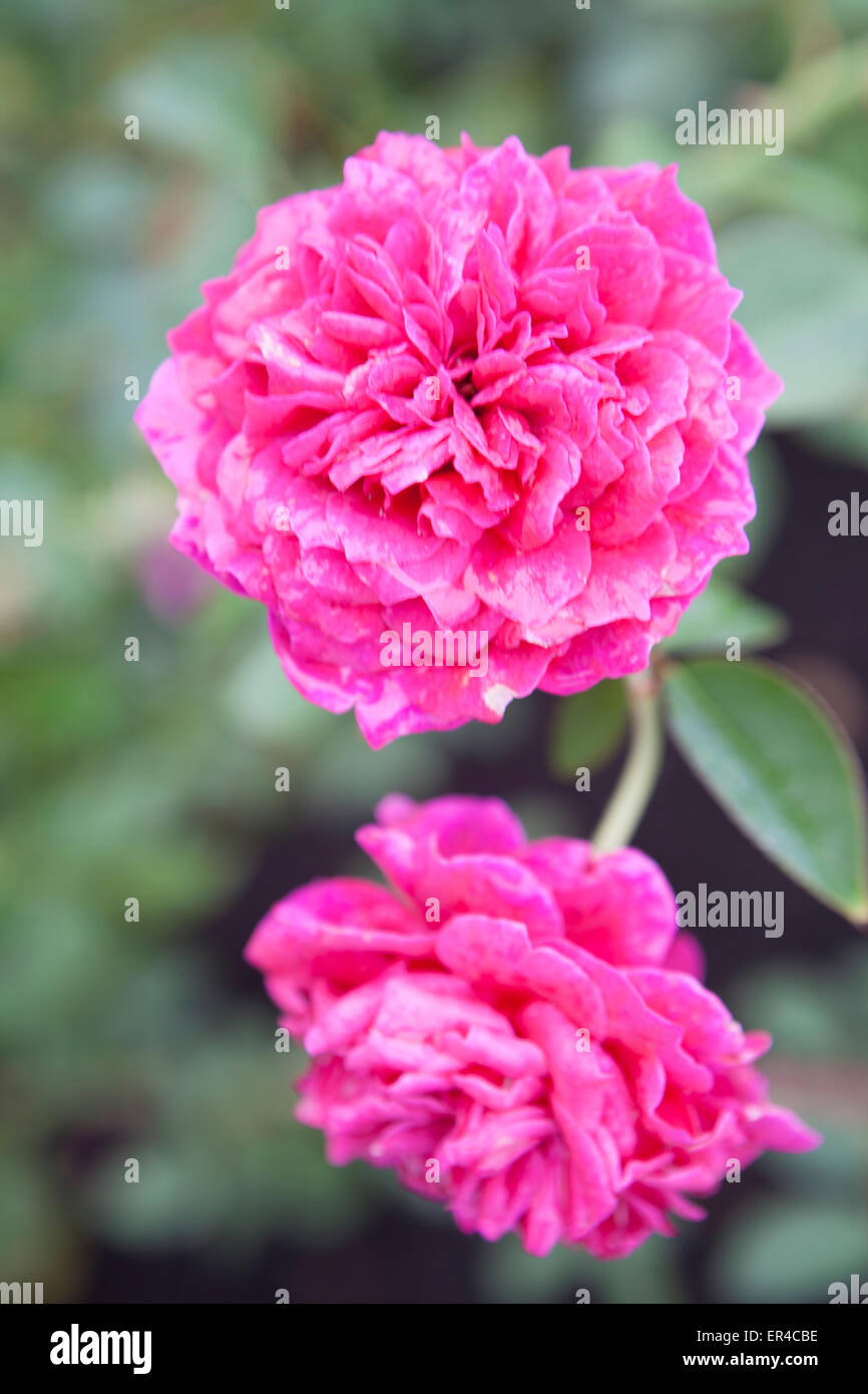 Rose garden on the Voyager estate winery in Margaret River, Western ...