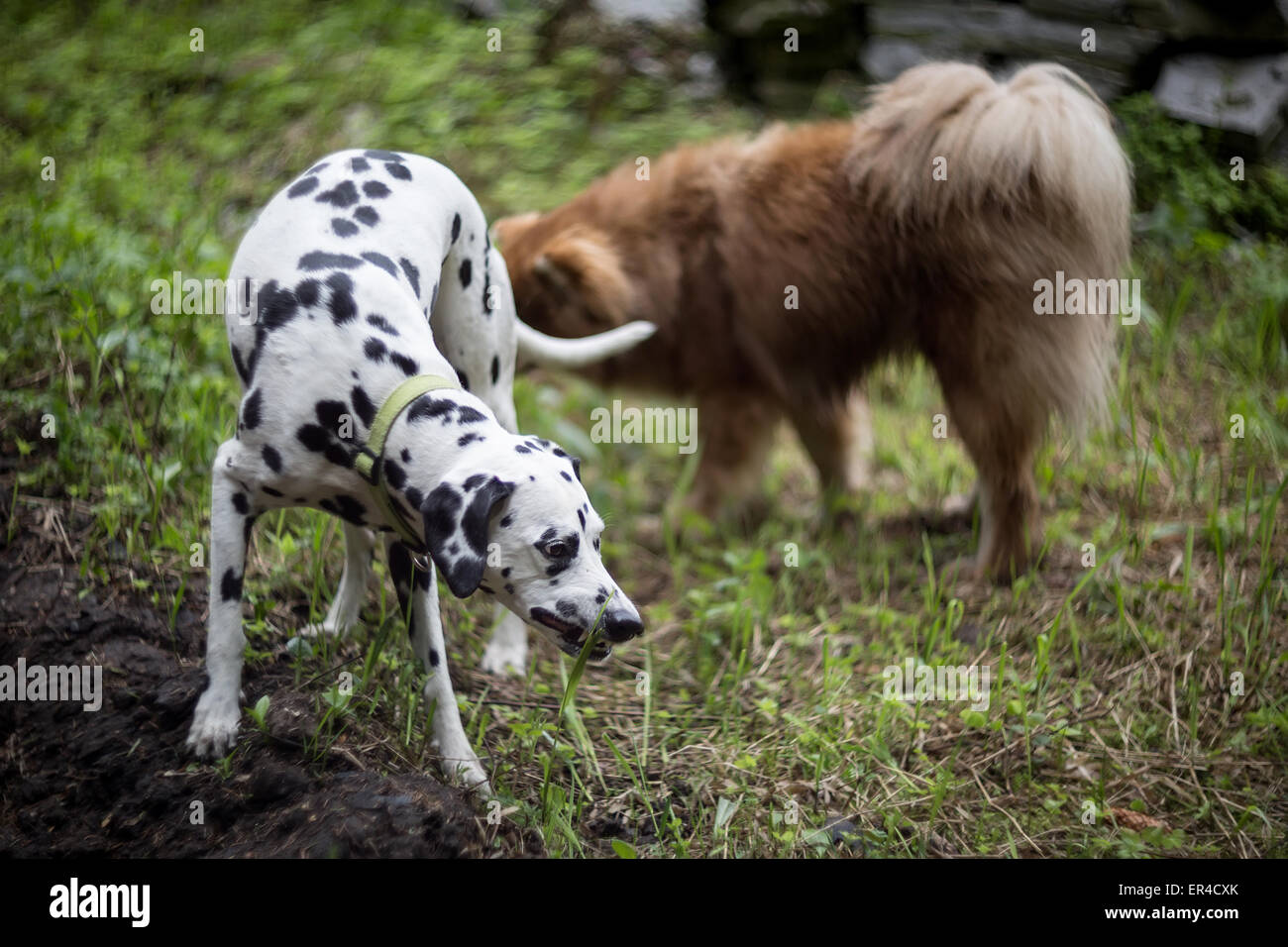 Two dogs outdoors hi-res stock photography and images - Alamy