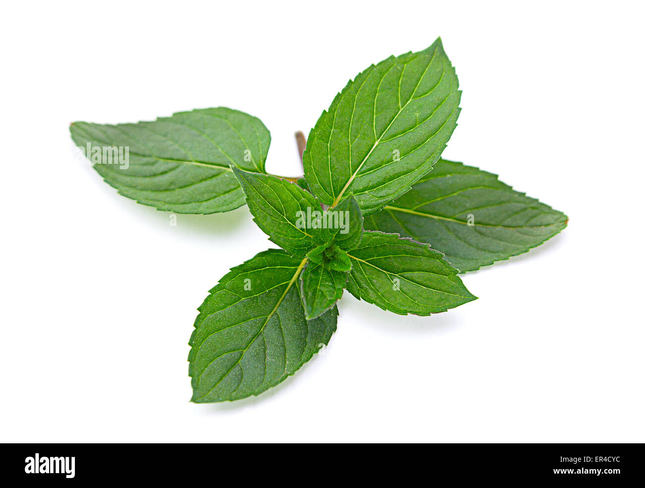 Peppermint closeup leaf isolated on white background Stock Photo - Alamy
