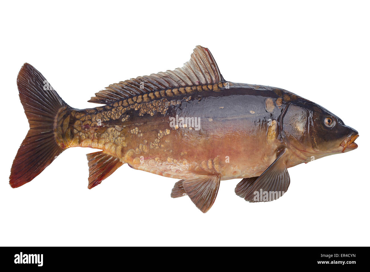 Mirror carp river fish isolated on white Stock Photo - Alamy