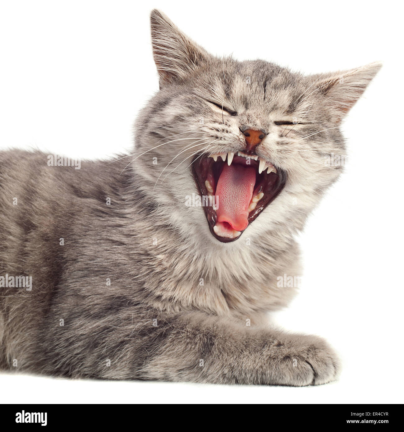 Gray cat sitting isolated on white background Stock Photo - Alamy