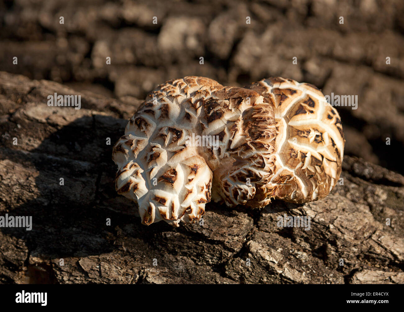 Shiitake mushroom closeup on oak wood Stock Photo - Alamy