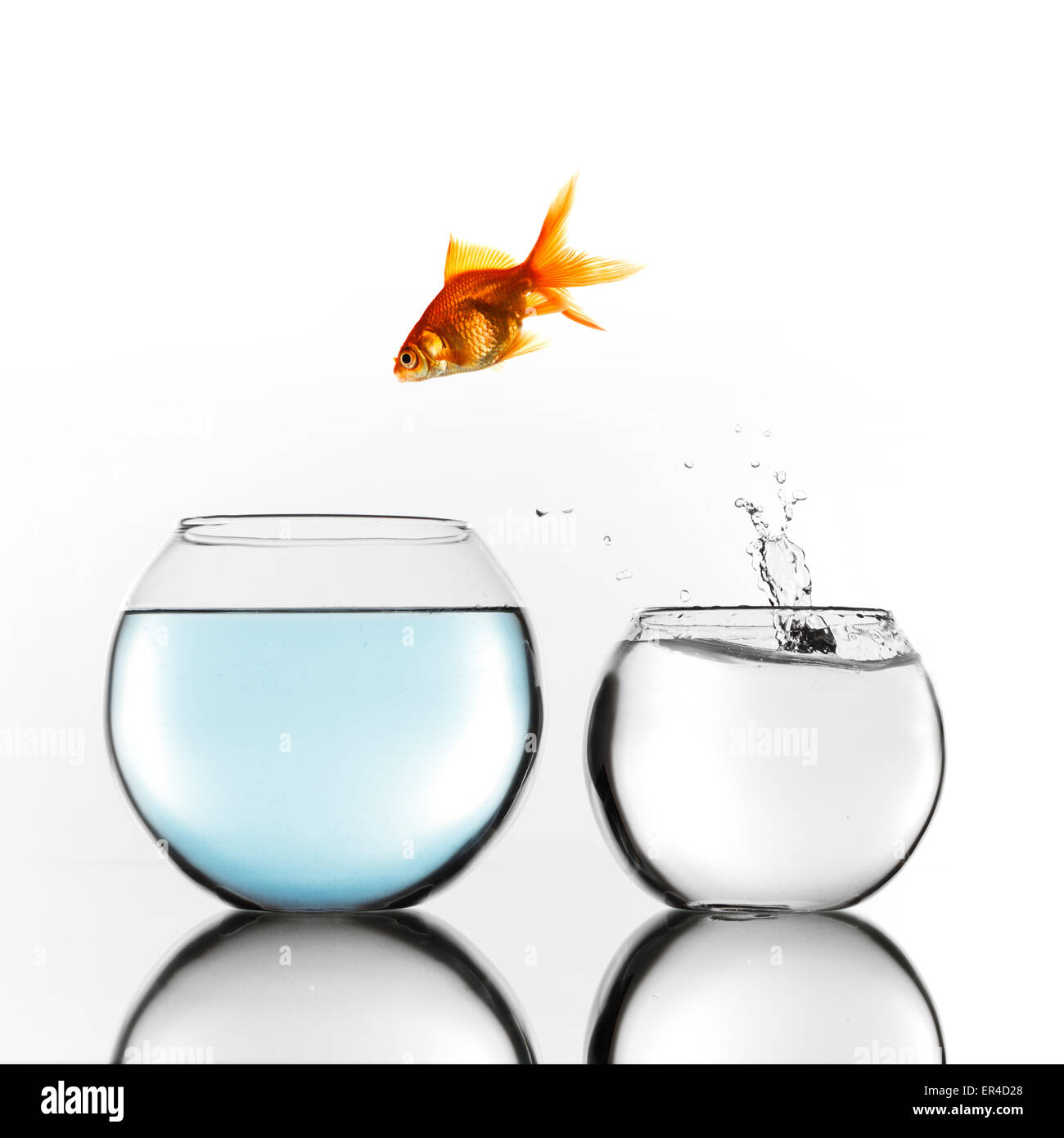 Gold fish bowl jump hi-res stock photography and images - Alamy