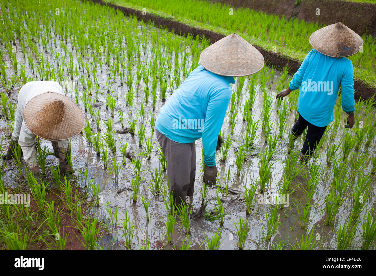 Rice farming in Bali, Indonesia Stock Photo - Alamy