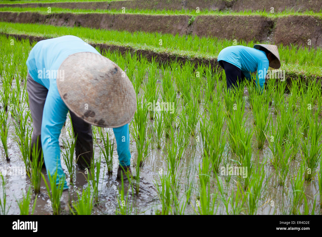 Rice farming in Bali, Indonesia Stock Photo - Alamy