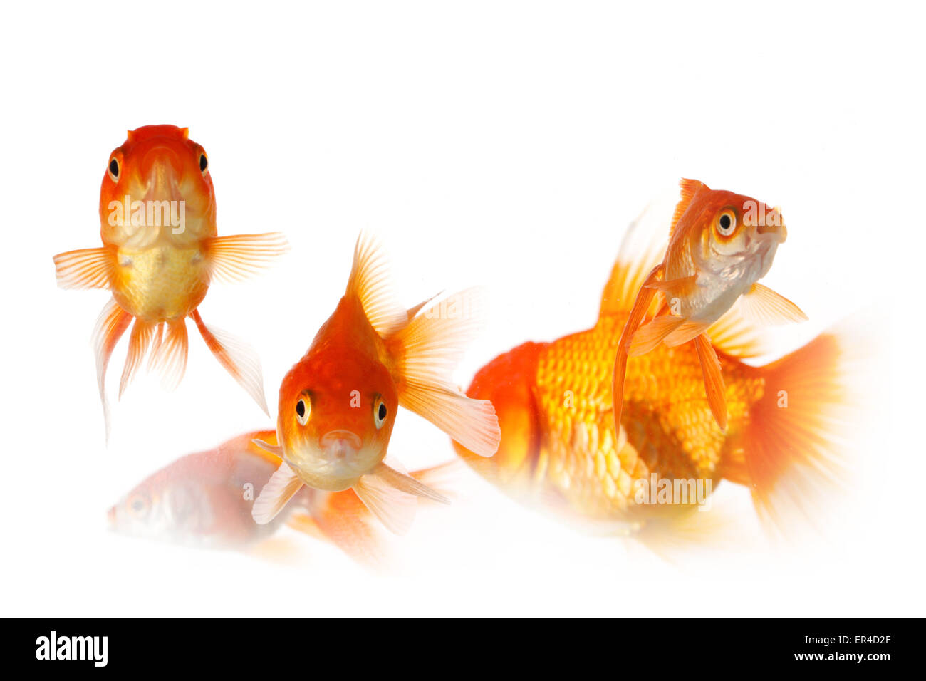 Group of gold fish isolated on white background Stock Photo - Alamy