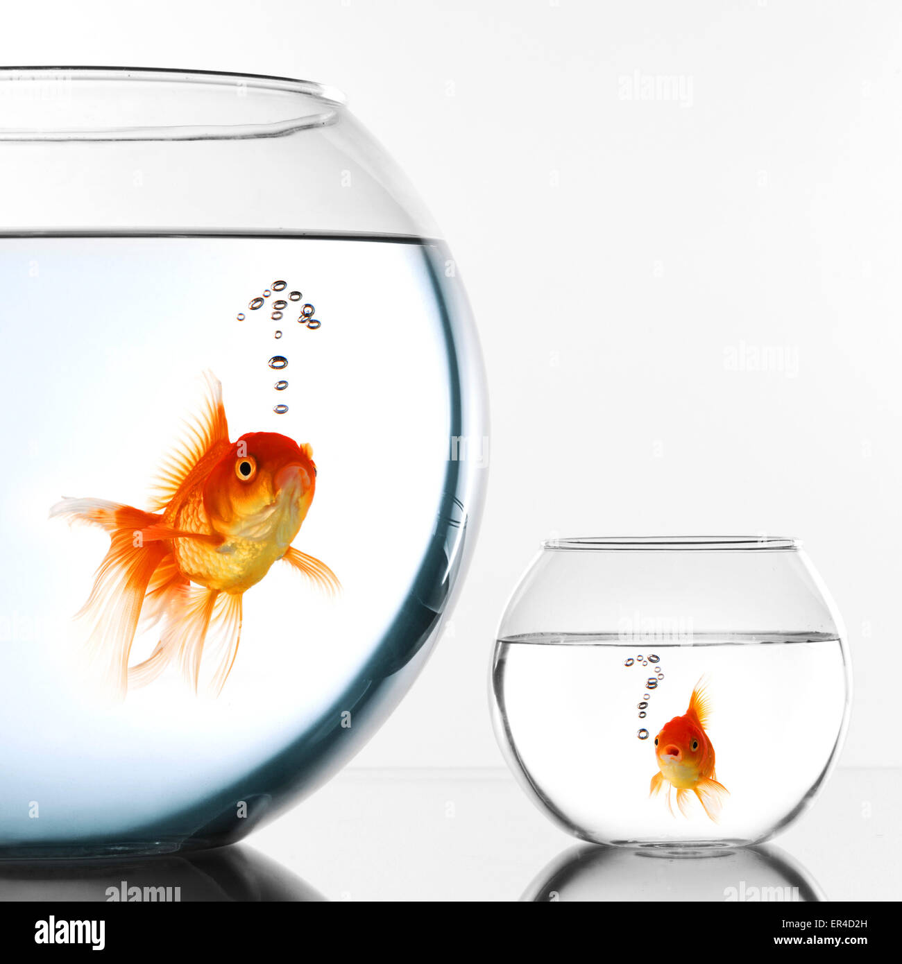 Gold fish aquarium hi-res stock photography and images - Alamy