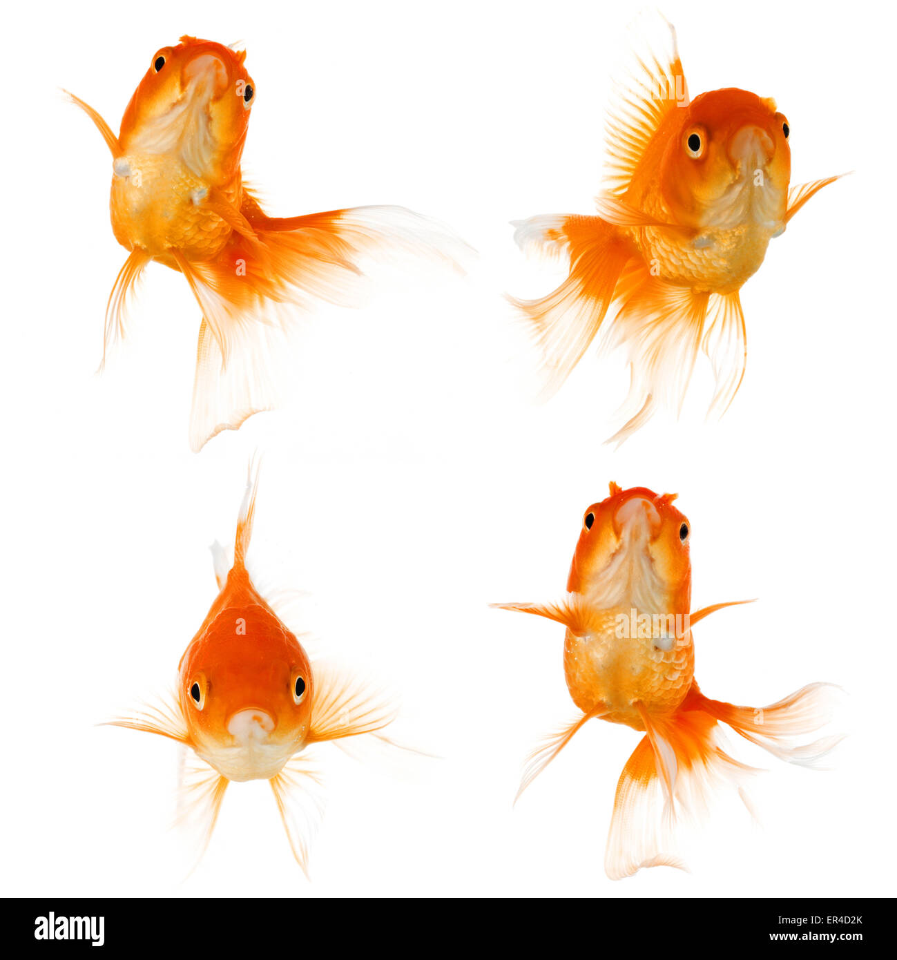 Set of Gold fish isolated on white background Stock Photo - Alamy
