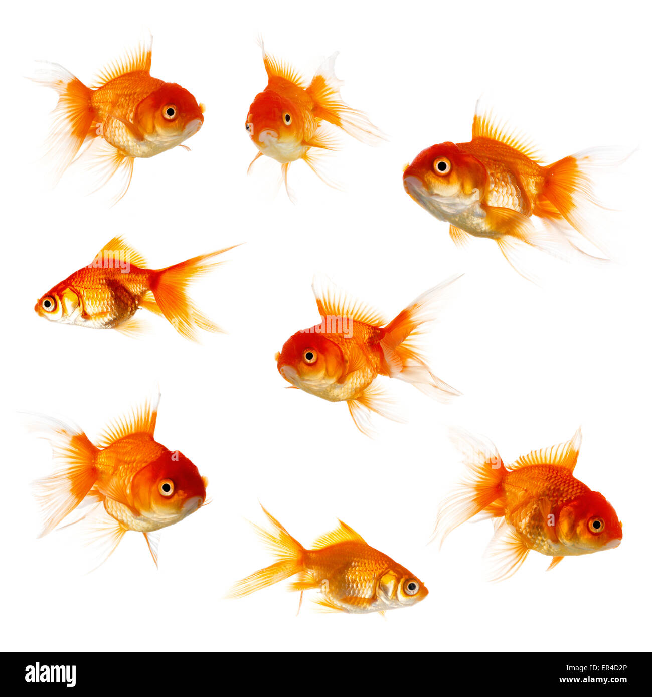 Set of Gold fish isolated on white background Stock Photo - Alamy
