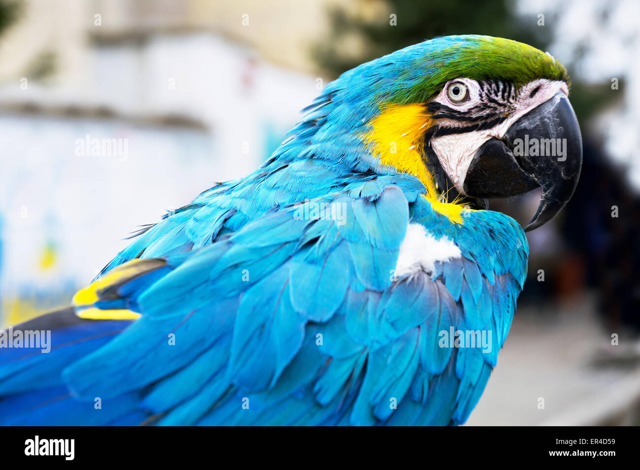 Blue yellow macaw head hi-res stock photography and images - Alamy