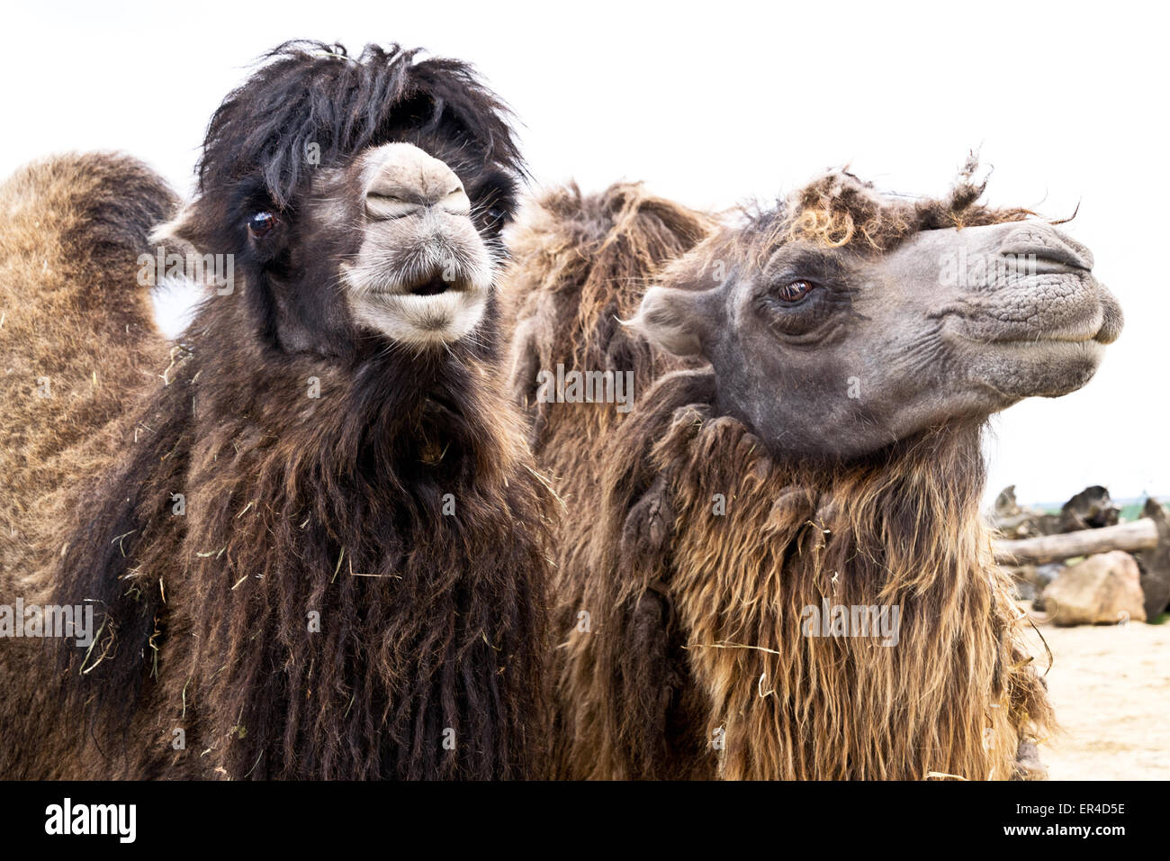 portrait of two domestic bactrian camels in zoo Stock Photo - Alamy