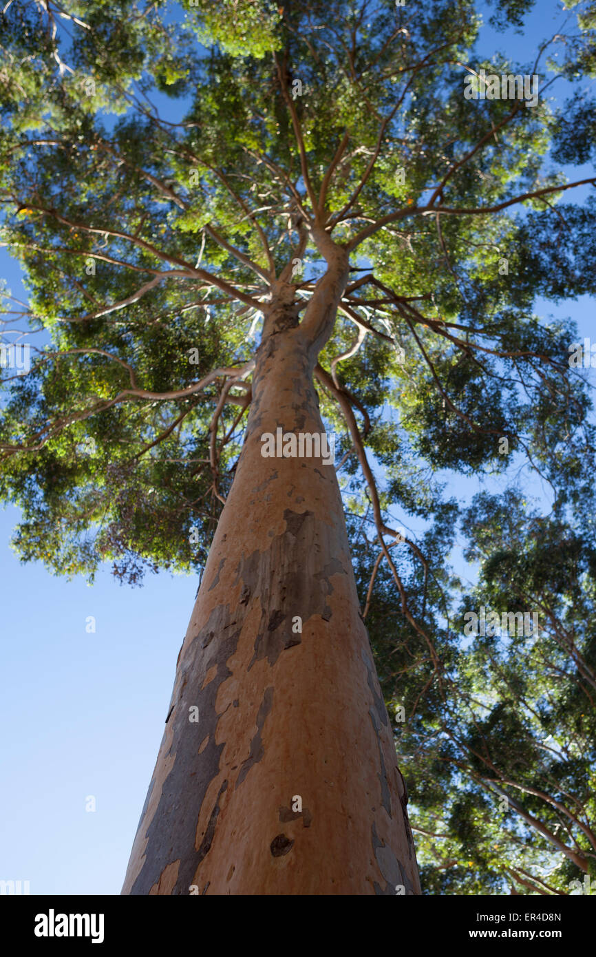Large Karri trees along the bank of Big Brook Dam lake near Pemberton ...