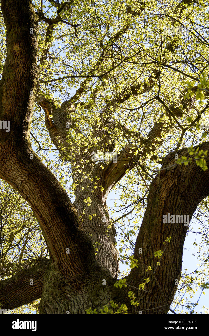 Oak Tree, lokking up in the tree on a sunny spring day, Background and ...
