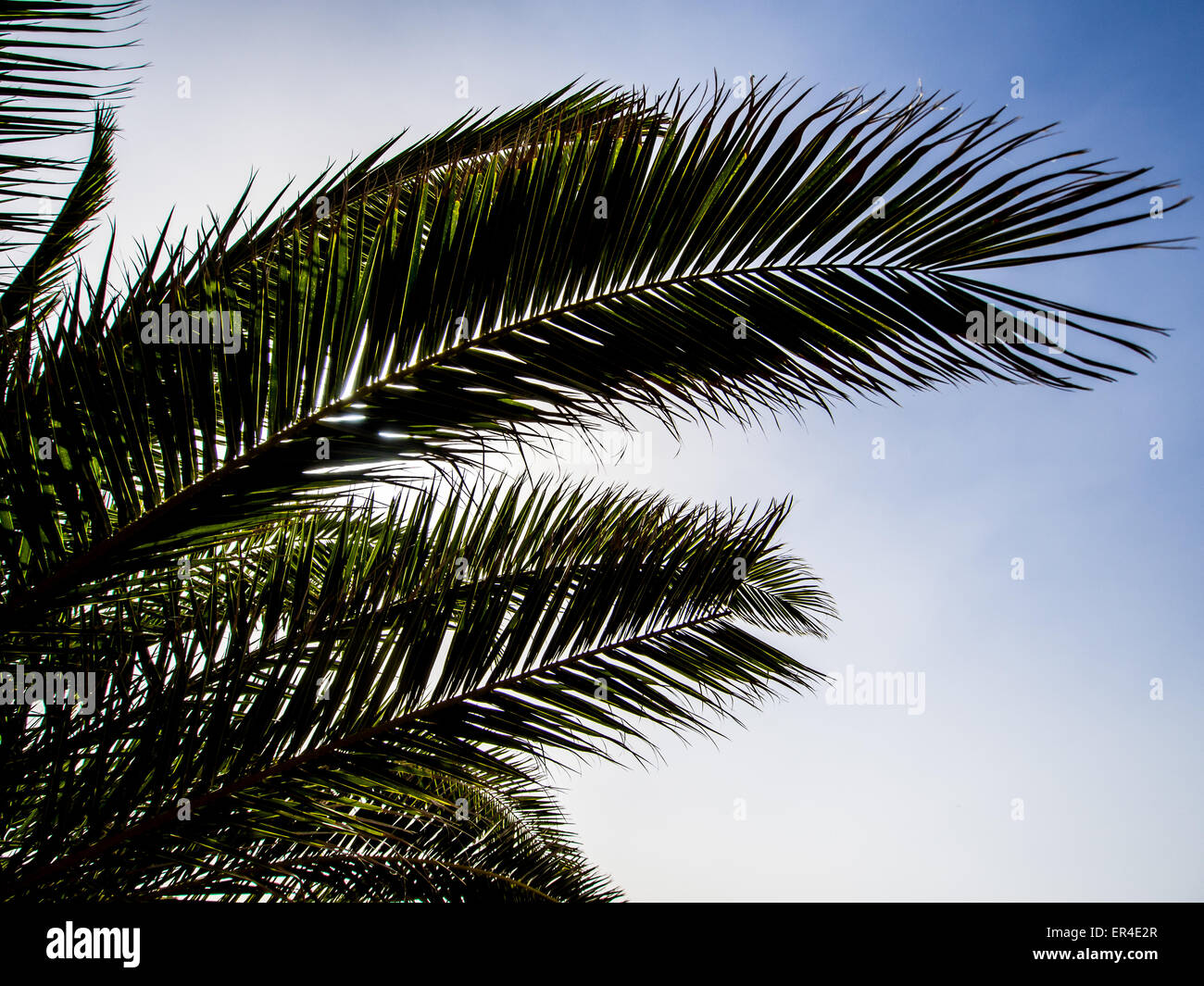 Palm tree over sky hi-res stock photography and images - Alamy