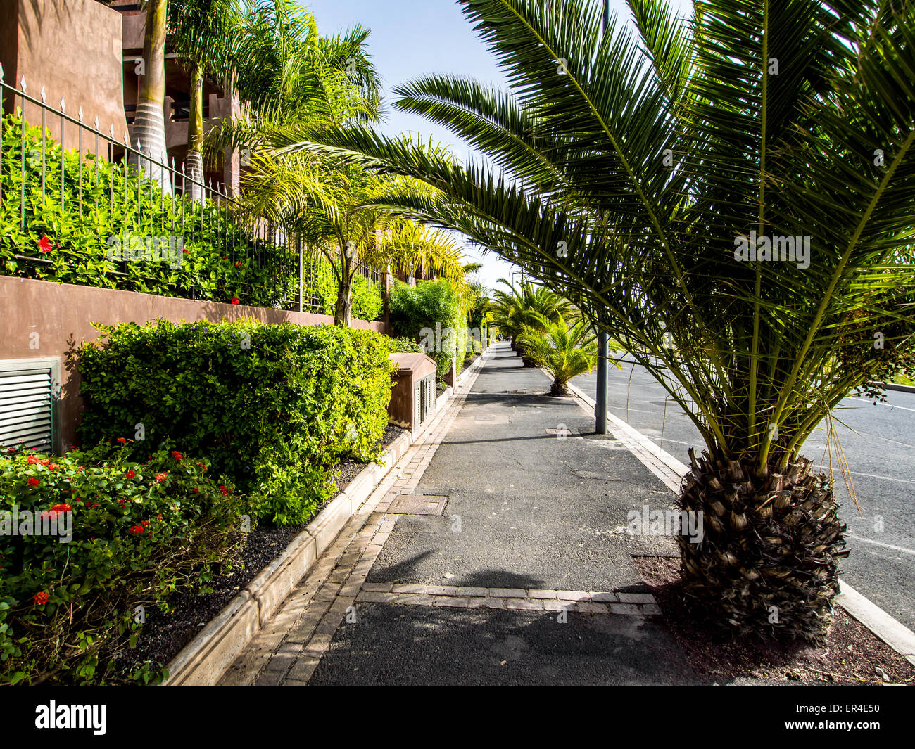 Empty road palm trees in hi-res stock photography and images - Alamy
