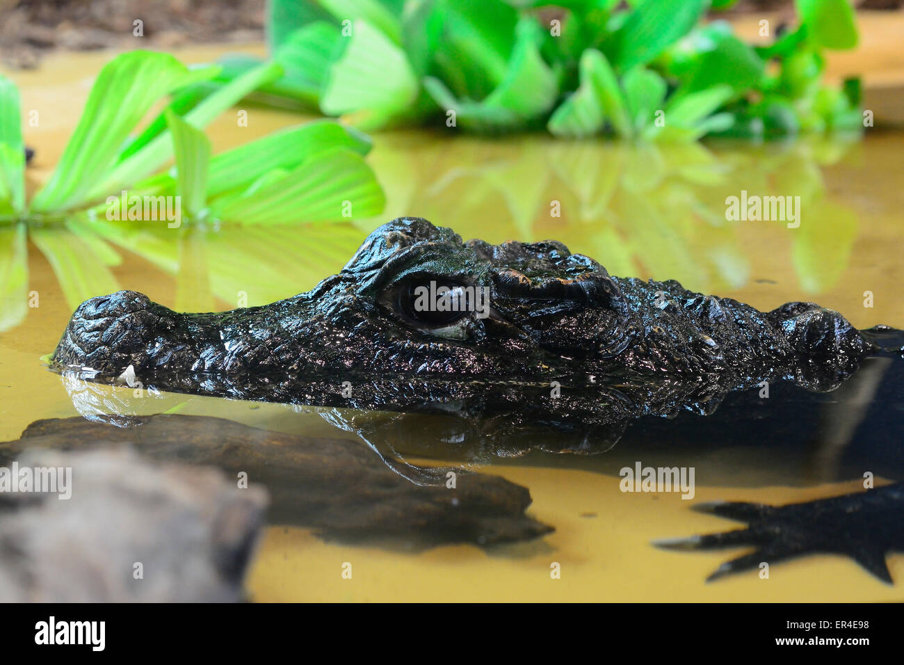 African dwarf croc hi-res stock photography and images - Alamy