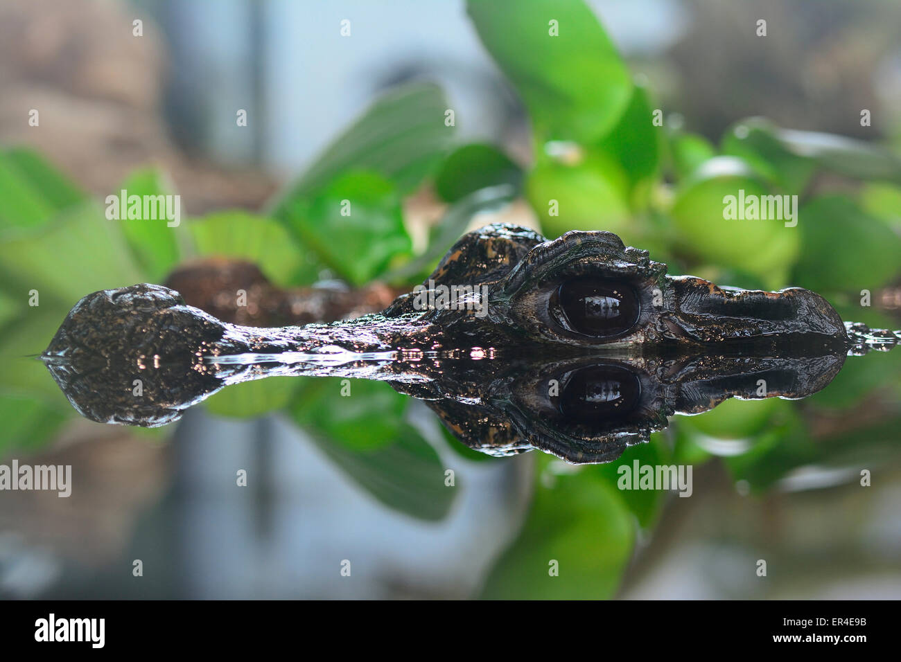 Snout reptile reptiles conservation hi-res stock photography and images ...