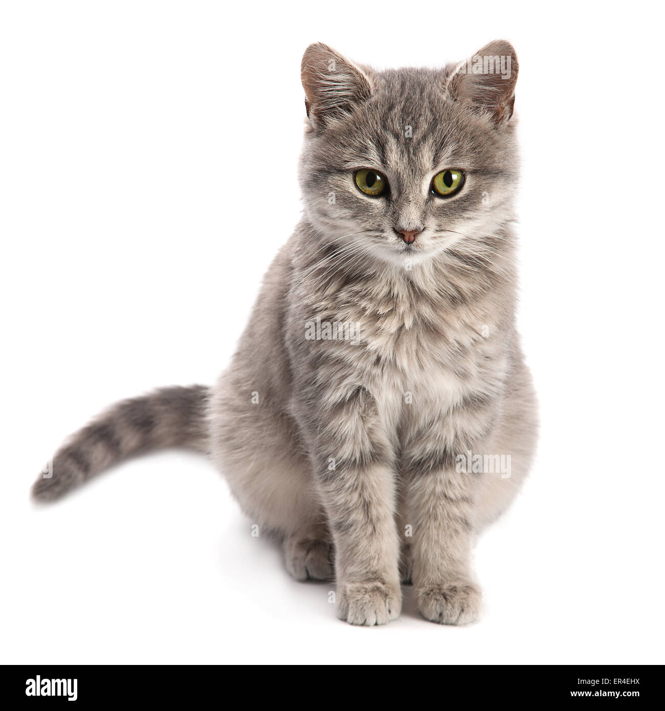 Gray cat sitting isolated on white background Stock Photo - Alamy