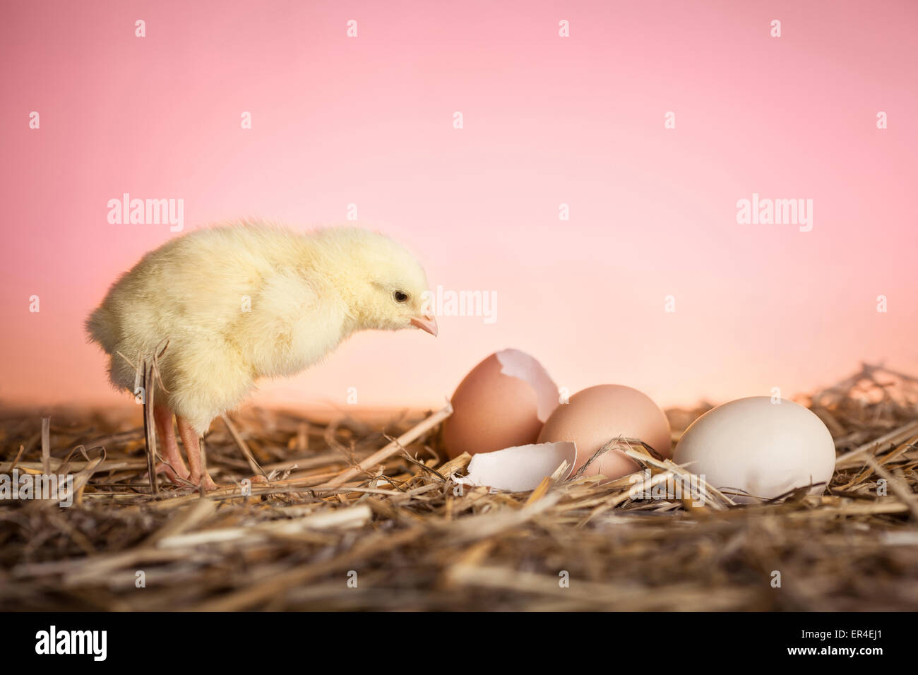 Recently hatched chick staring at a cracked eggshell Stock Photo - Alamy