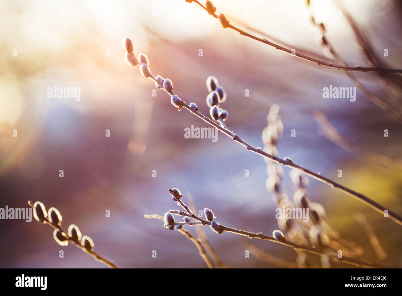 Shrubbery in the sunlight Stock Photo - Alamy