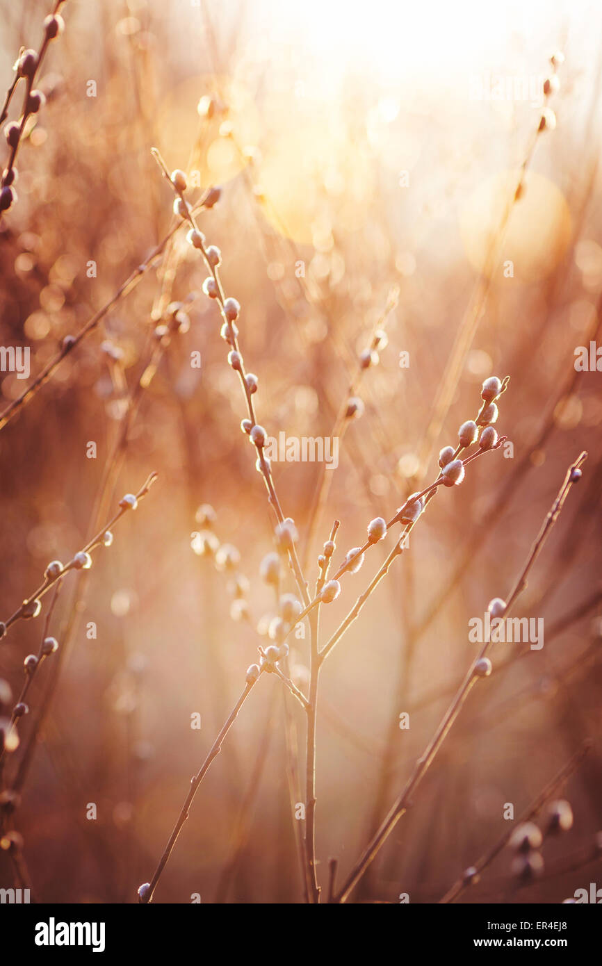 Shrubbery in the sunlight Stock Photo - Alamy