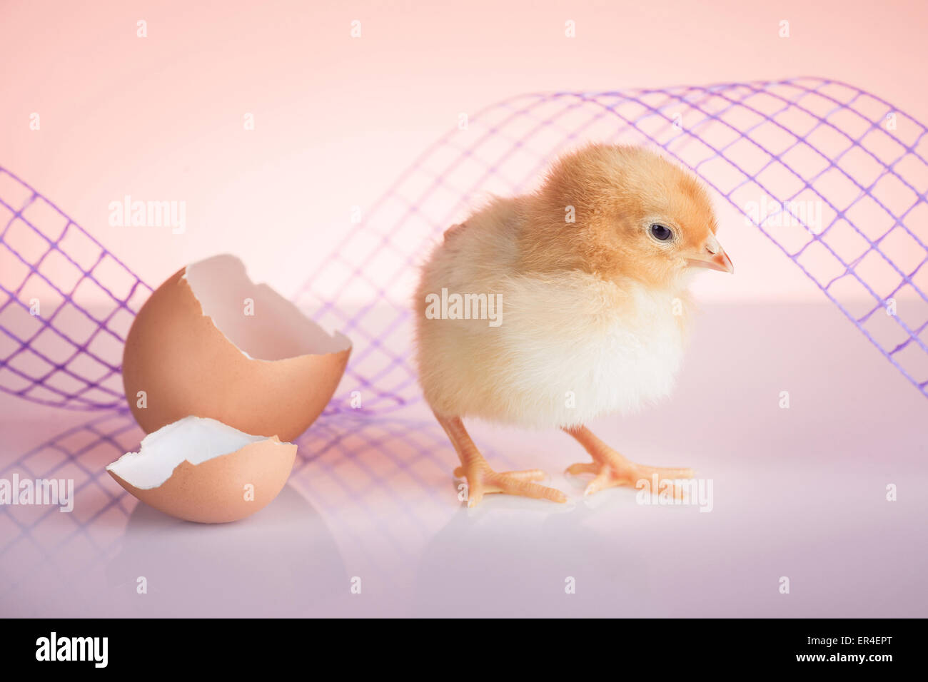 Yellow Chick Egg Shell High Resolution Stock Photography and Images - Alamy