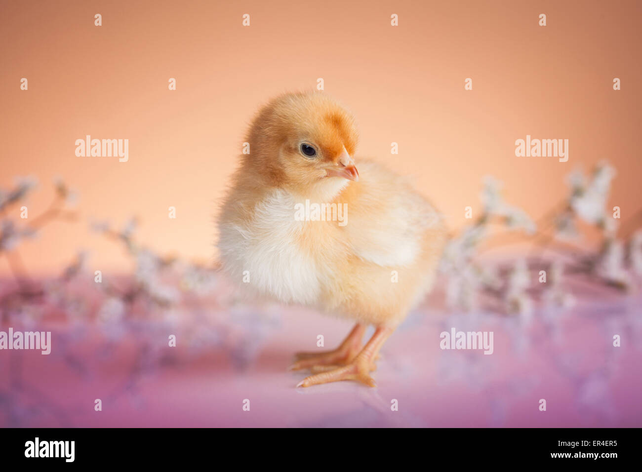 Baby chick on a table with white flowers Stock Photo - Alamy
