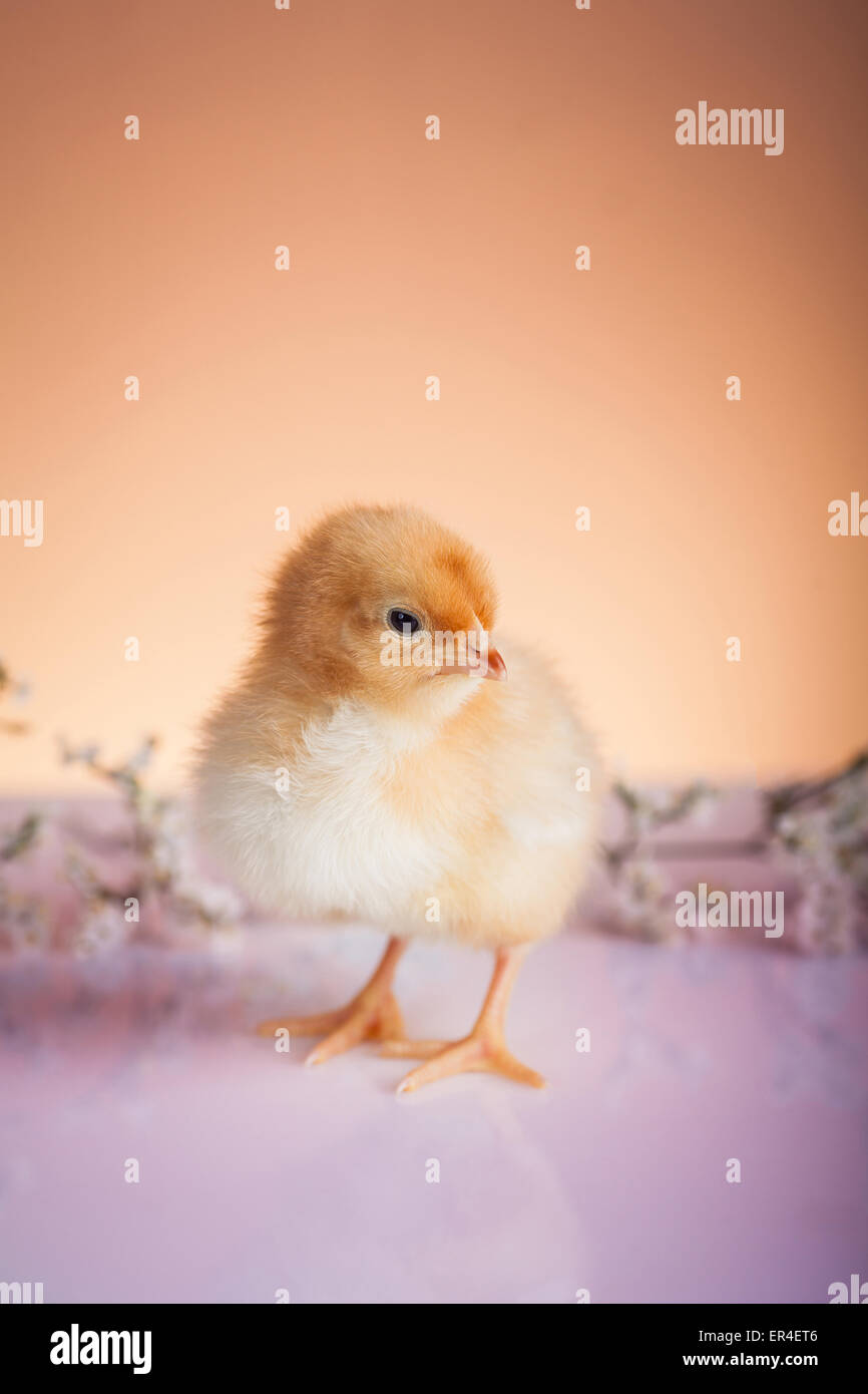 Baby chick standing against pastel colored backdrops Stock Photo - Alamy