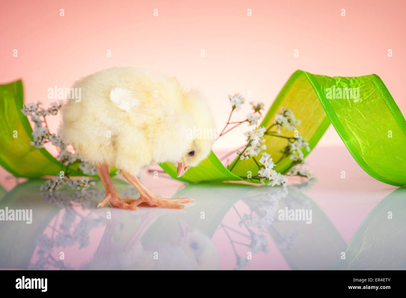 Recently hatched chick on a decorated table Stock Photo - Alamy