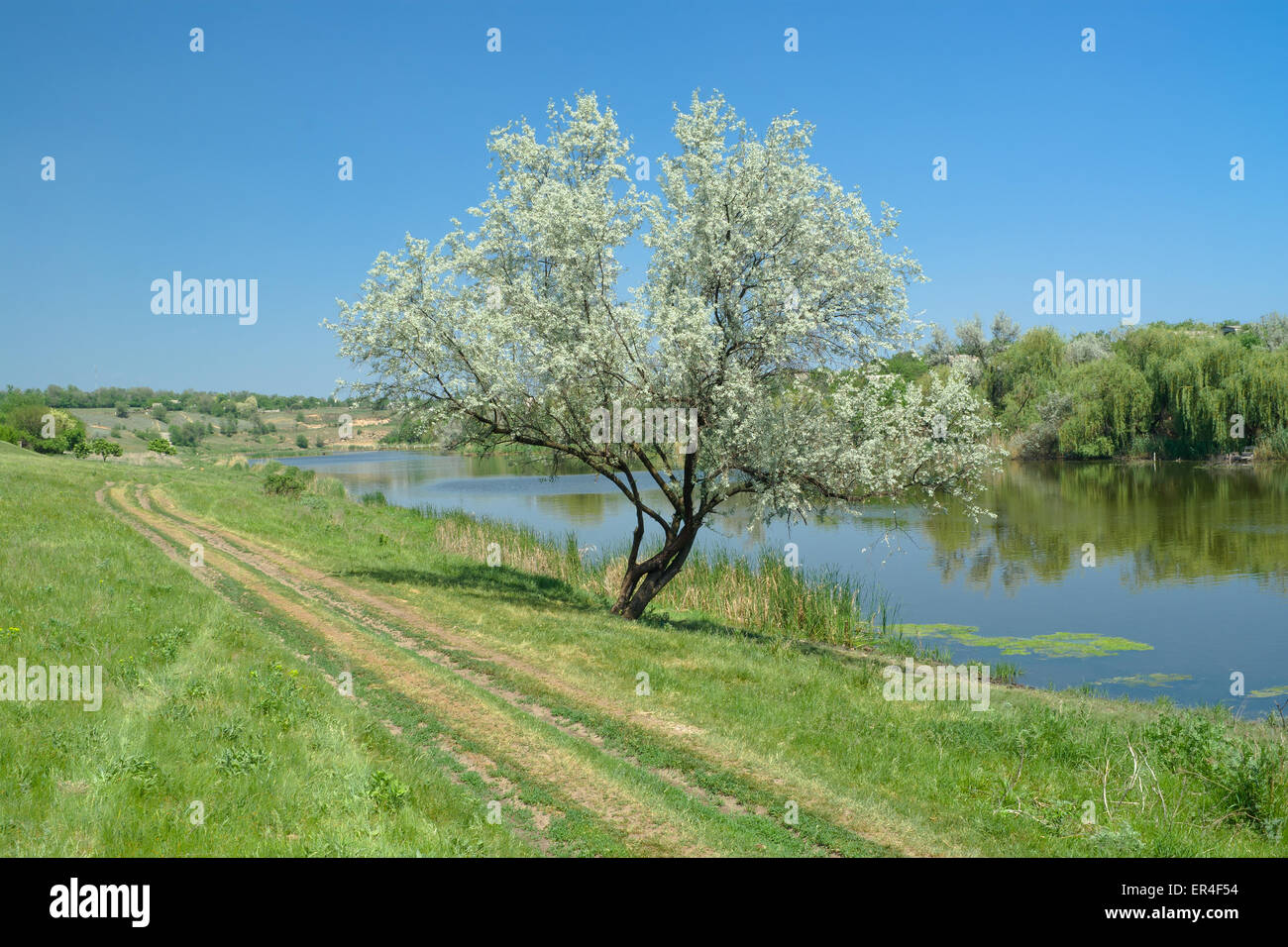 Ukrainian rural early summer landscape with lonely silverberry tree ...