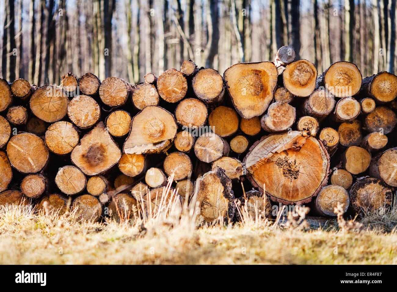 Image in cross section of log hi-res stock photography and images - Alamy
