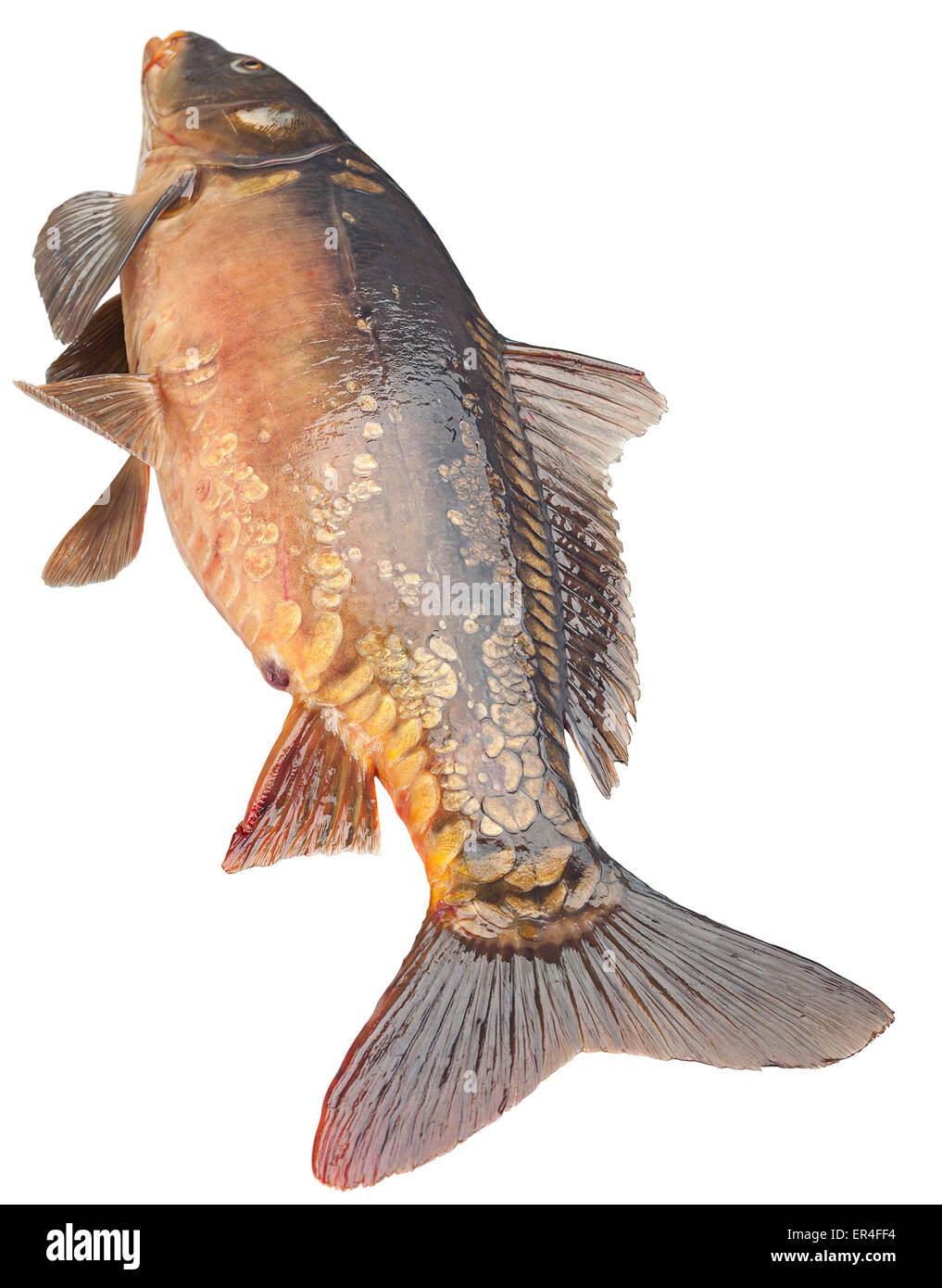 Mirror carp river fish isolated on white Stock Photo - Alamy